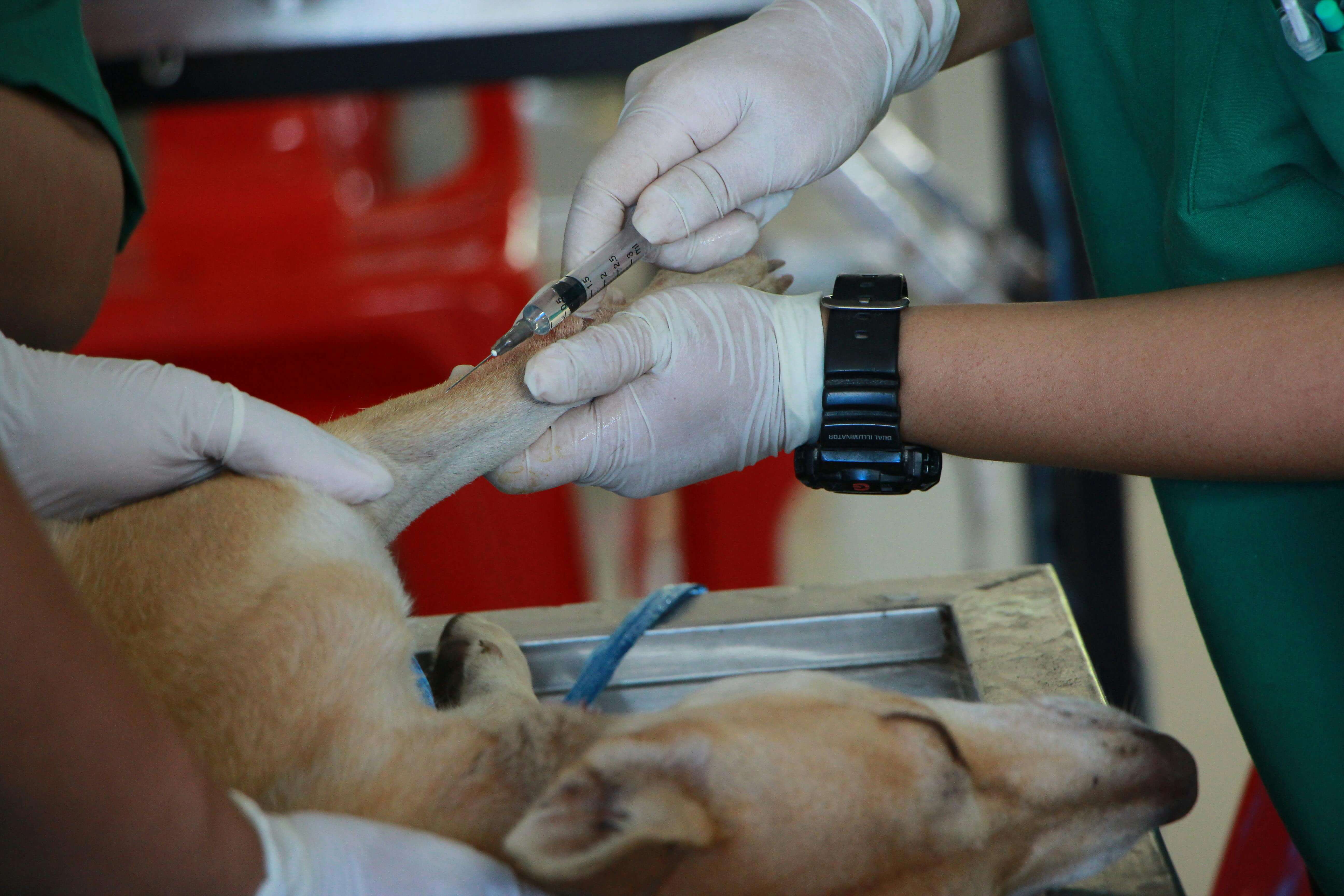 Veterinary Practice Financing: A Complete Guide for Modern Clinics